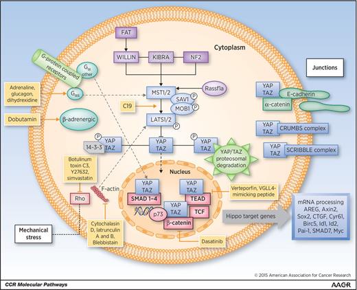 Molecular Pathways: Hippo Signaling, a Critical Tumor Suppressor ...