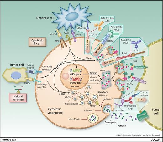 How Do Cytotoxic Lymphocytes Kill Cancer Cells? | Clinical Cancer ...