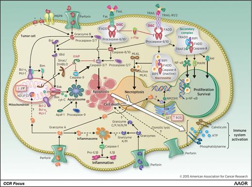 How Do Cytotoxic Lymphocytes Kill Cancer Cells? | Clinical Cancer ...