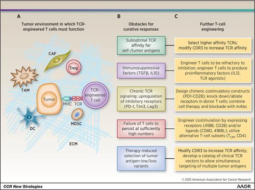 New Strategies in Engineering T-cell Receptor Gene-Modified T cells to ...