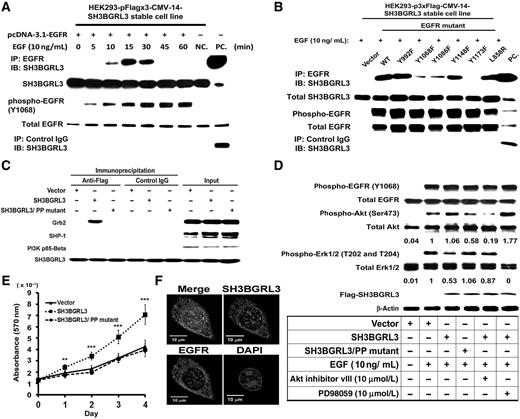 SH3BGRL3 Protein as a Potential Prognostic Biomarker for Urothelial ...