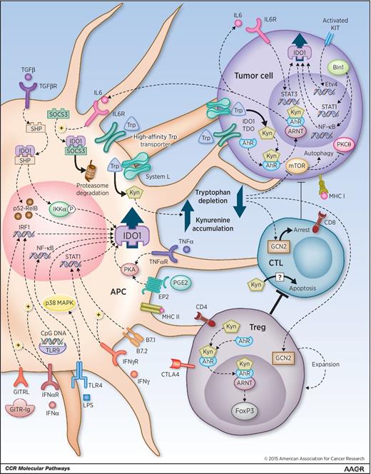 Molecular Pathways: Targeting IDO1 and Other Tryptophan Dioxygenases ...