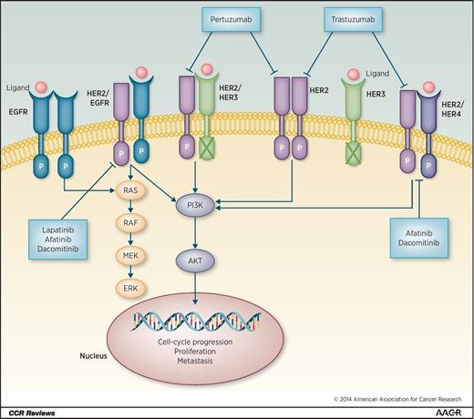 HER2 as a Therapeutic Target in Head and Neck Squamous Cell Carcinoma ...