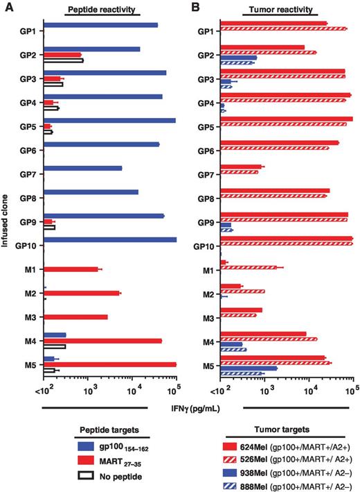 Persistence Of Ctl Clones Targeting Melanocyte Differentiation Antigens