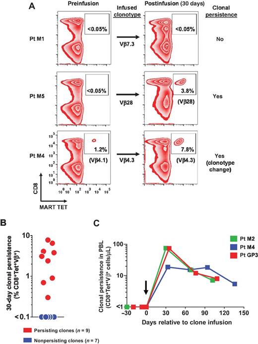 Persistence Of Ctl Clones Targeting Melanocyte Differentiation Antigens