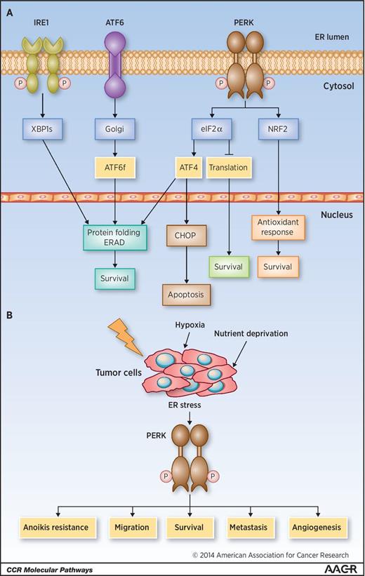 Molecular Pathways: The PERKs and Pitfalls of Targeting the Unfolded ...