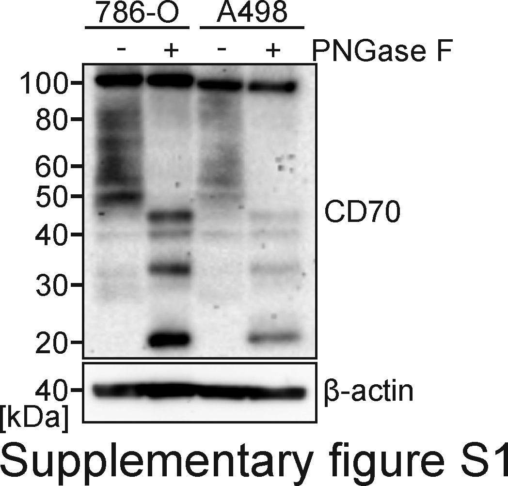 pVHL/HIF-Regulated CD70 Expression Is Associated with Infiltration of ...