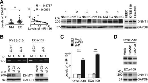 DNMT1–MicroRNA126 Epigenetic Circuit Contributes to Esophageal Squamous ...