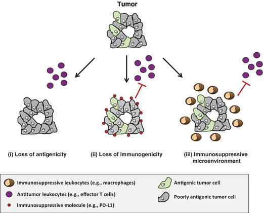 Immune Escape Mechanisms as a Guide for Cancer Immunotherapy | Clinical ...