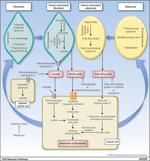 Molecular Pathways: Trafficking of Metabolic Resources in the Tumor ...