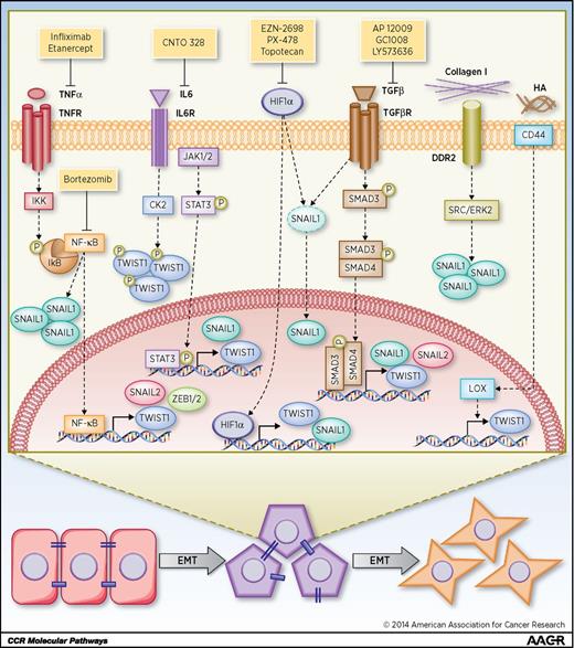 Molecular Pathways: Linking Tumor Microenvironment to Epithelial ...