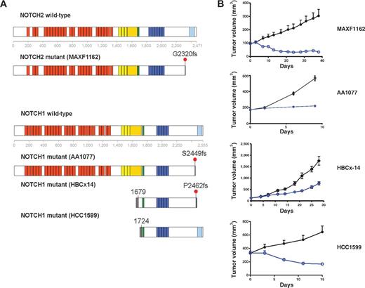 PEST Domain Mutations in Notch Receptors Comprise an Oncogenic Driver ...