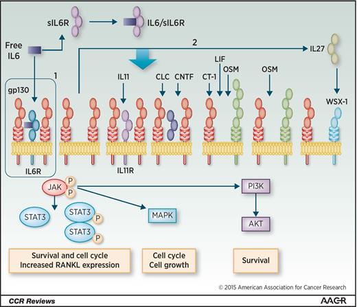 Interleukin-6 as a Therapeutic Target | Clinical Cancer Research ...