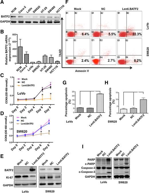 BATF2 Deficiency Promotes Progression in Human Colorectal Cancer via ...