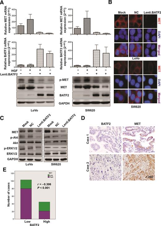 BATF2 Deficiency Promotes Progression in Human Colorectal Cancer via ...