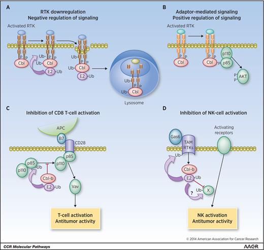 Molecular Pathways: Cbl Proteins in Tumorigenesis and Antitumor ...