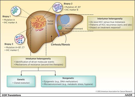 Intratumor Molecular and Phenotypic Diversity in Hepatocellular ...