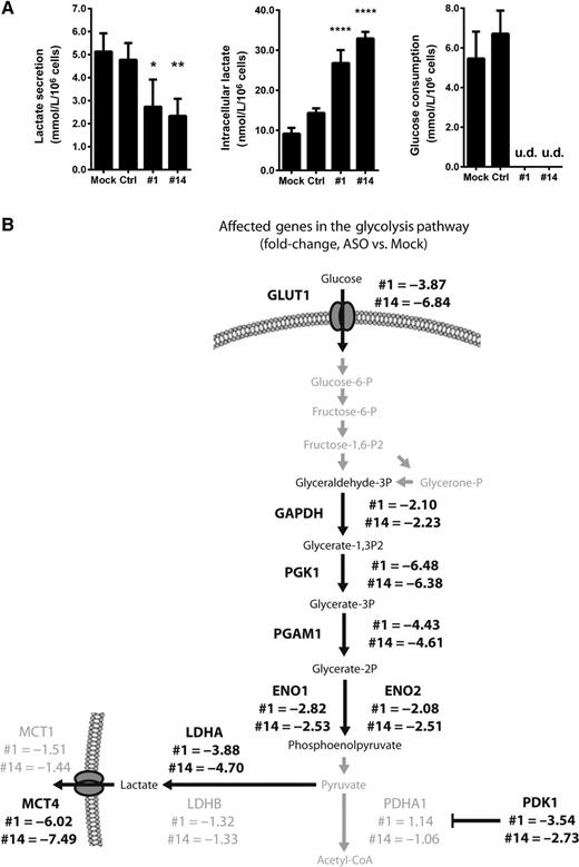 The MCT4 Gene: A Novel, Potential Target for Therapy of Advanced ...