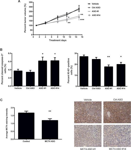 The MCT4 Gene: A Novel, Potential Target for Therapy of Advanced ...