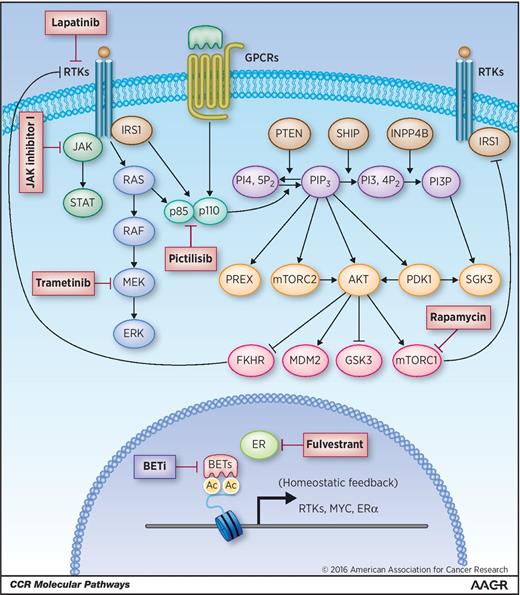 Molecular Pathways: Targeting the PI3K Pathway in Cancer—BET Inhibitors to the Rescue | Clinical ...