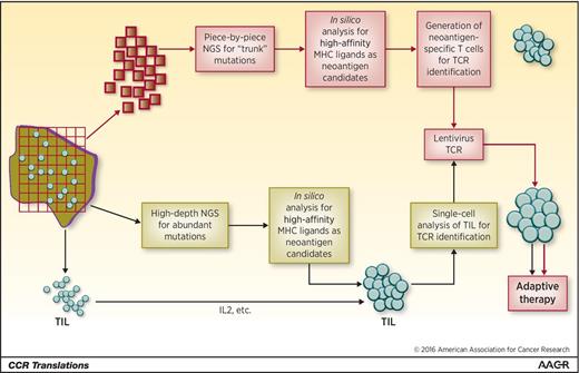 Neoantigen: A Long March toward Cancer Immunotherapy | Clinical Cancer ...