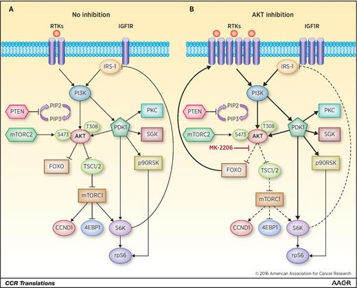 Is There a Future for AKT Inhibitors in the Treatment of Cancer ...
