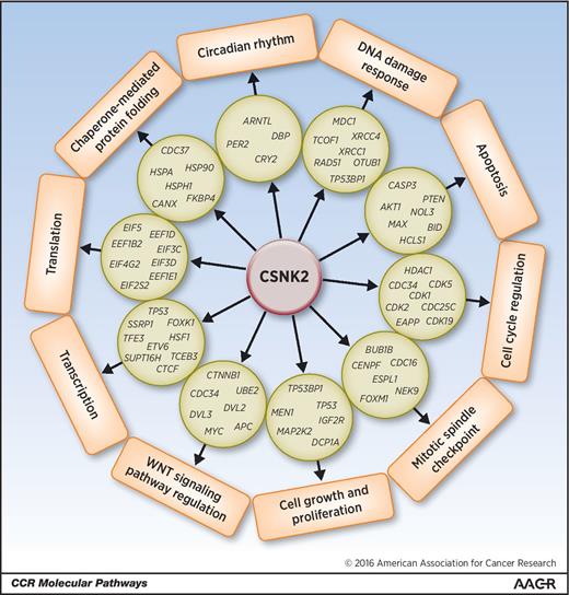 Molecular Pathways: Emergence of Protein Kinase CK2 (CSNK2) as a ...