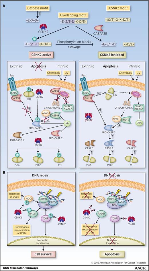 Molecular Pathways: Emergence of Protein Kinase CK2 (CSNK2) as a ...