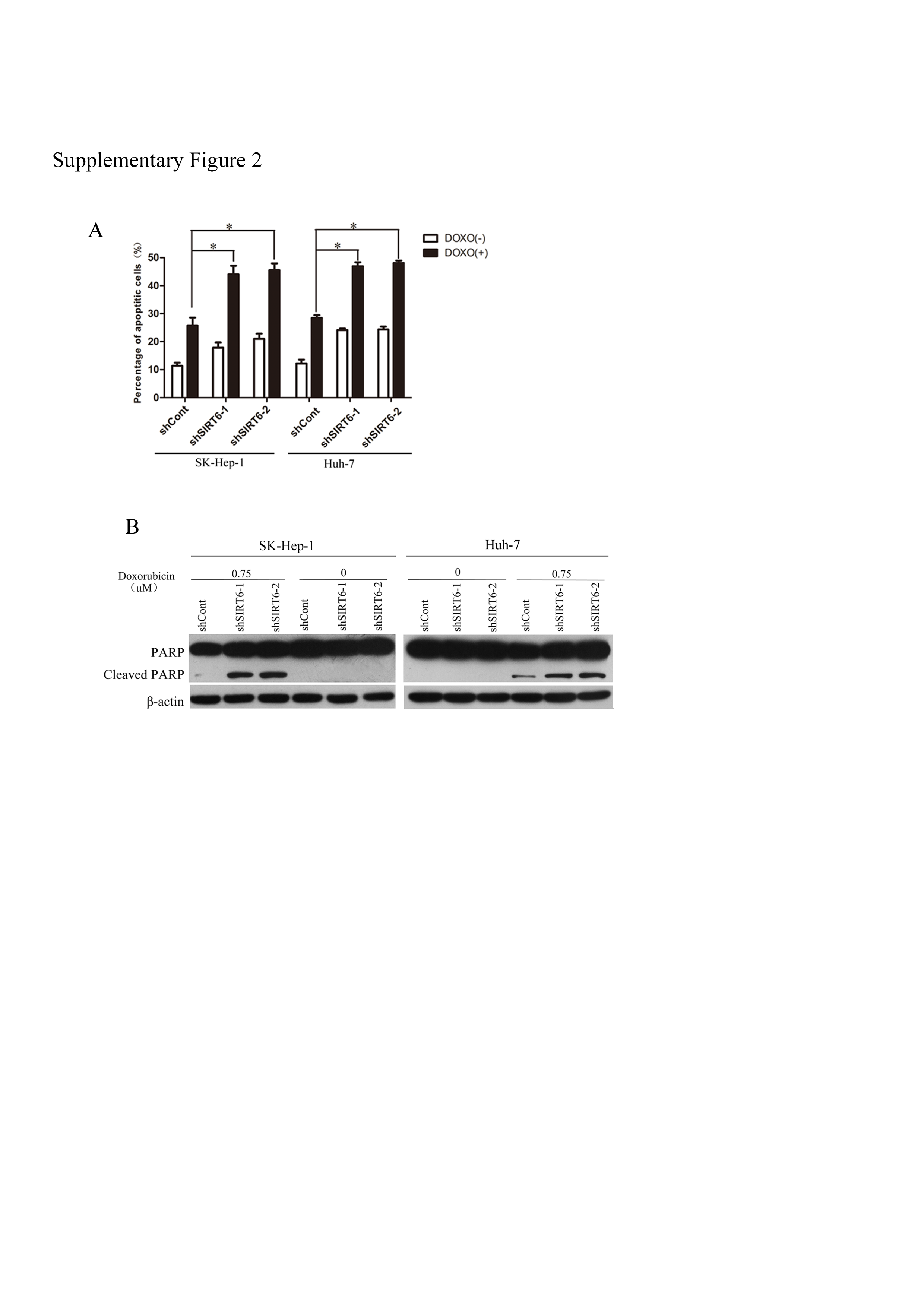 SIRT6 Overexpression Potentiates Apoptosis Evasion in Hepatocellular ...