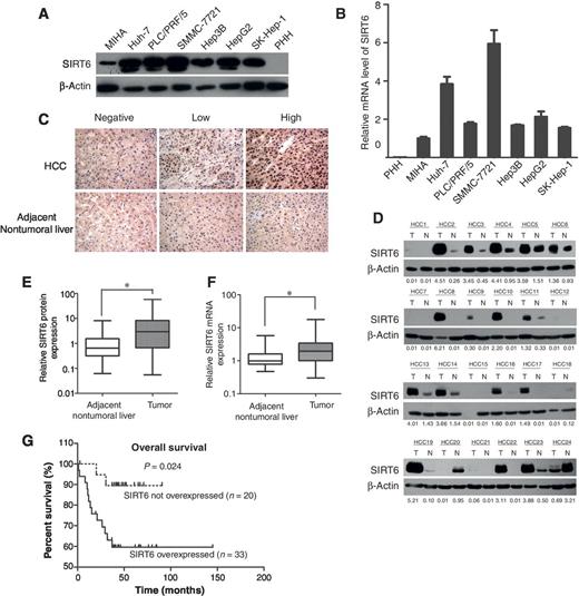 SIRT6 Overexpression Potentiates Apoptosis Evasion in Hepatocellular ...