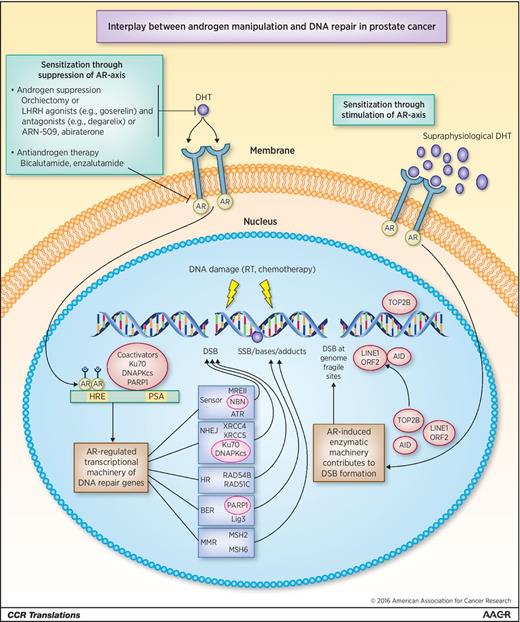 Testosterone in Androgen Receptor Signaling and DNA Repair: Enemy or ...
