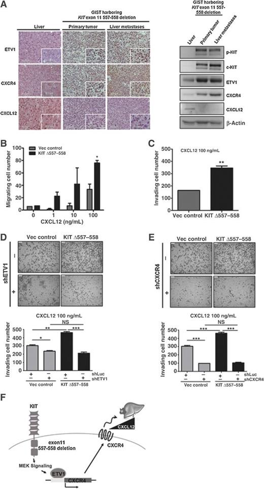 Kit Exon 11 Codons 557 558 Deletion Mutation Promotes Liver Metastasis