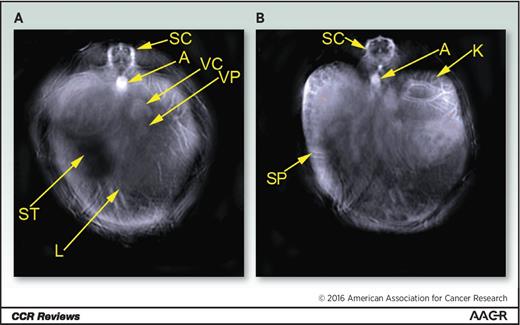 Current and Emerging Clinical Applications of Multispectral ...