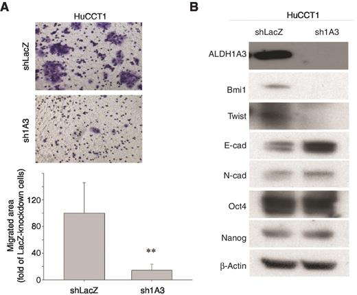 ALDH1A3, the Major Aldehyde Dehydrogenase Isoform in Human ...