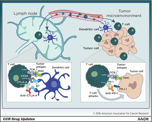 Ipilimumab Combined with Nivolumab: A Standard of Care for the ...