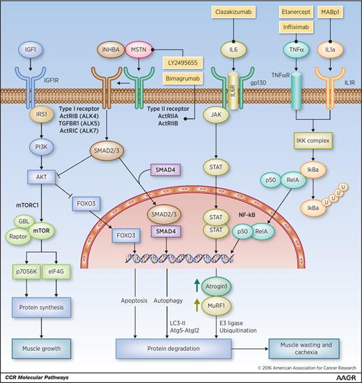 Molecular Pathways: Cachexia Signaling—A Targeted Approach to Cancer ...