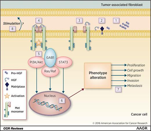 HGF/Met Signaling in Head and Neck Cancer: Impact on the Tumor ...