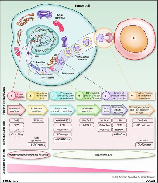 Mutational Landscape and Sensitivity to Immune Checkpoint Blockers ...