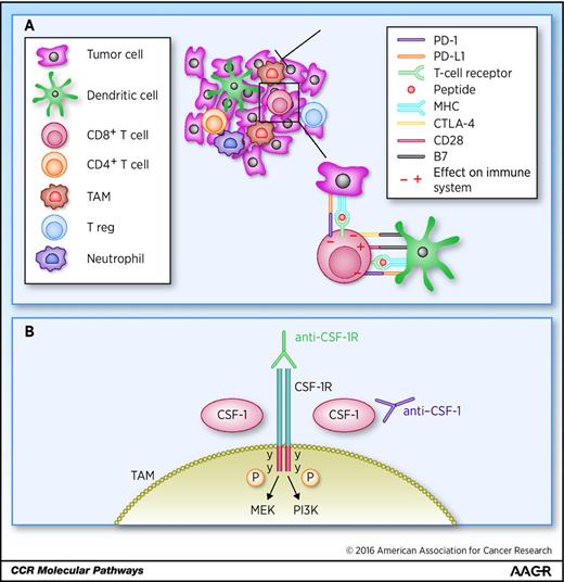 Molecular Pathways: Immune Checkpoint Antibodies and their Toxicities ...
