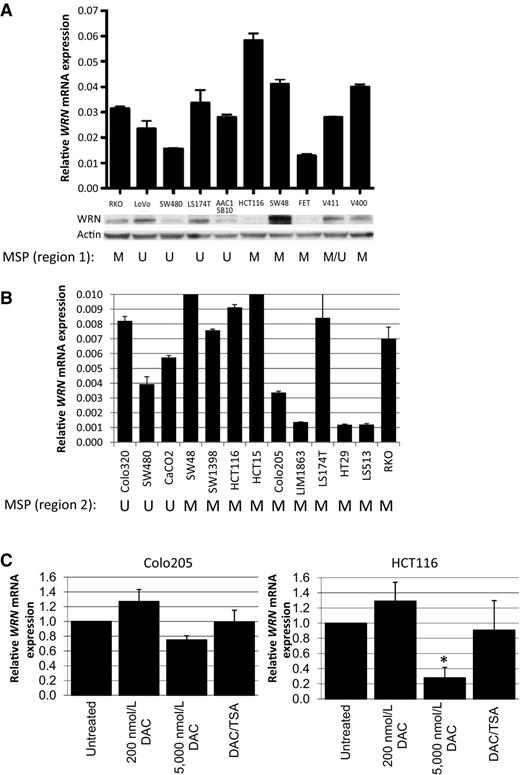 WRN Promoter CpG Island Hypermethylation Does Not Predict More ...