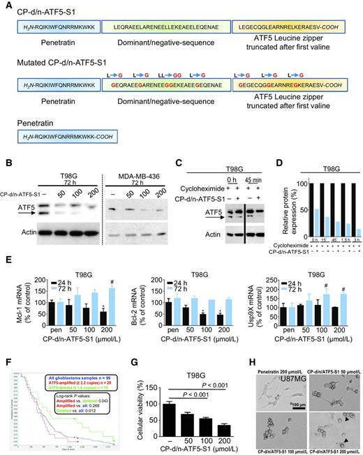 A Synthetic Cell-Penetrating Dominant-Negative ATF5 Peptide Exerts ...