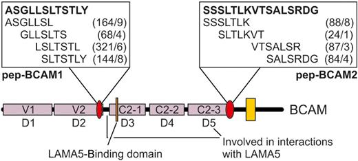 BCAM and LAMA5 Mediate the Recognition between Tumor Cells and the ...