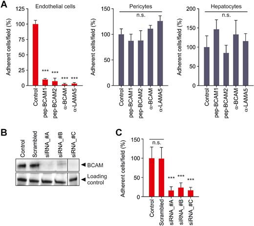 BCAM and LAMA5 Mediate the Recognition between Tumor Cells and the ...