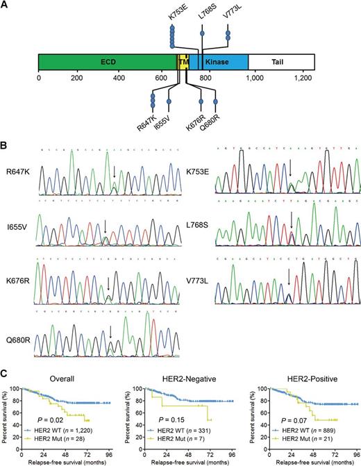 Dual Characteristics of Novel HER2 Kinase Domain Mutations in Response ...
