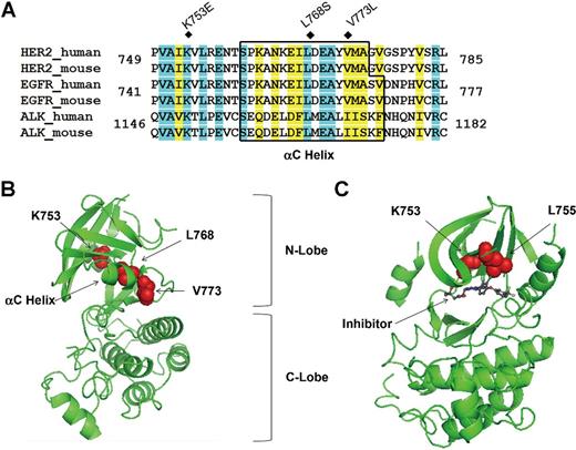 Dual Characteristics of Novel HER2 Kinase Domain Mutations in Response ...