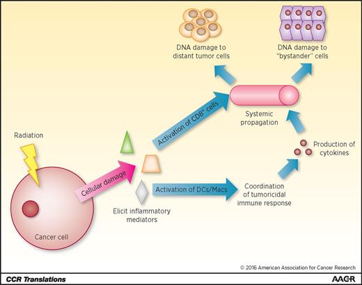Implications of the Bystander and Abscopal Effects of Radiation Therapy ...