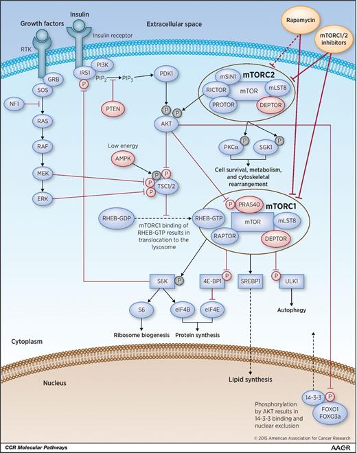 Molecular Pathways: Increased Susceptibility to Infection Is a ...