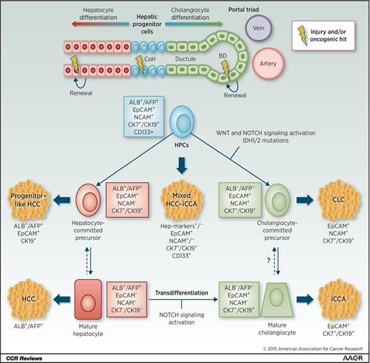 Molecular Pathogenesis and Targeted Therapies for Intrahepatic Cholangiocarcinoma | Clinical ...