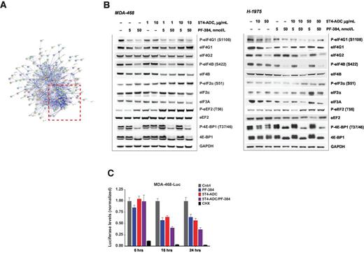 Enhanced Antitumor Activity of an Anti-5T4 Antibody–Drug Conjugate in ...