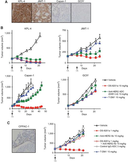 DS-8201a, A Novel HER2-Targeting ADC with a Novel DNA Topoisomerase I ...